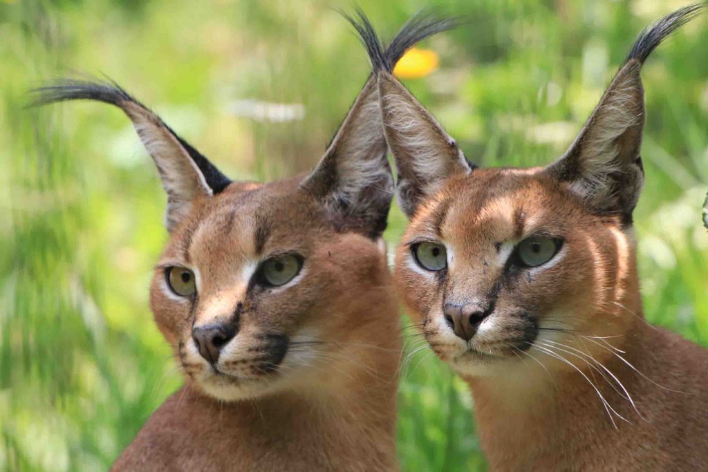 News - WEISSER ZOO & Kameltheater